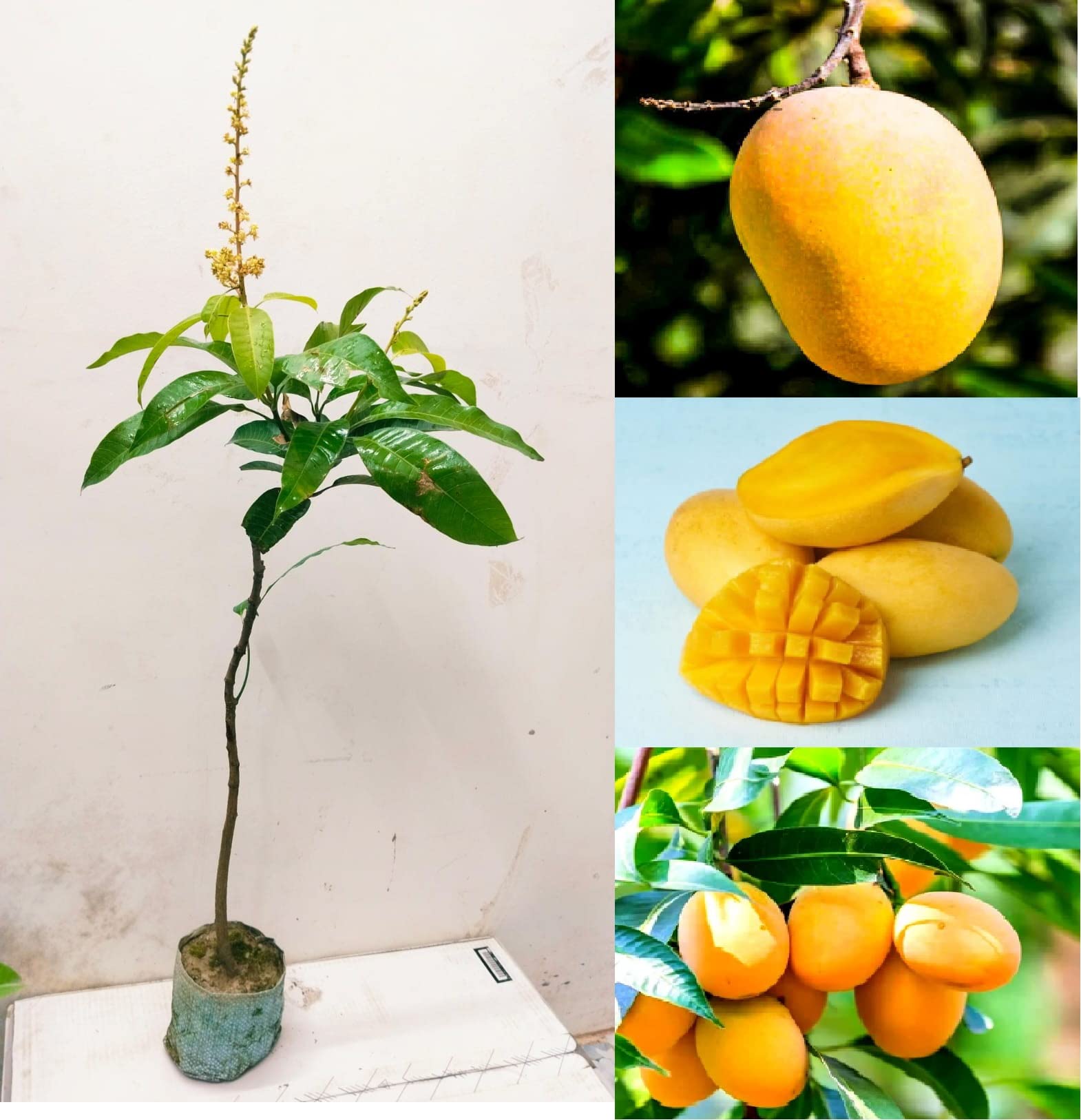 Green view Thailand sweet Variety All time mango Baramasi Mango Plant ...