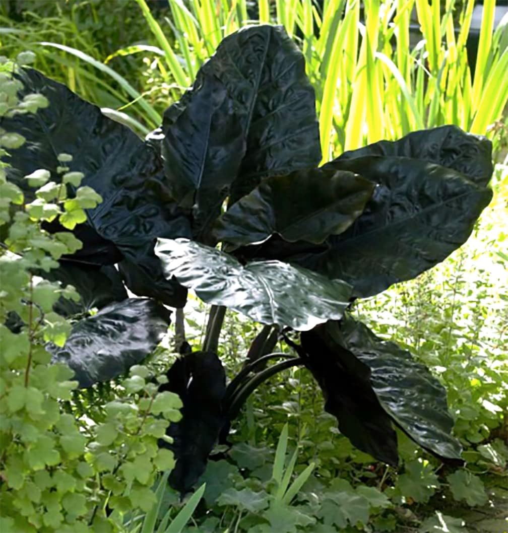 Black Elephant Ear Bulb