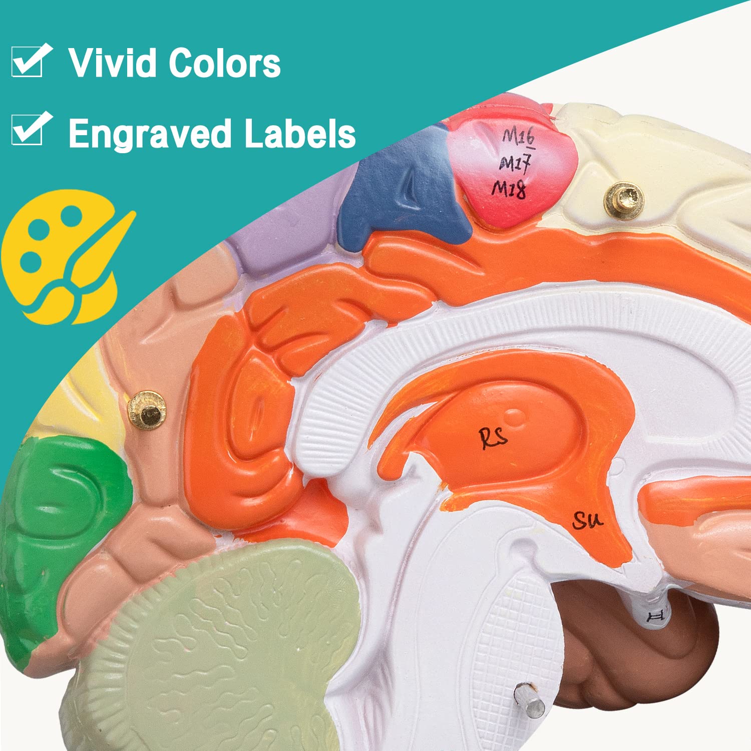 Snapklik.com : Human Brain Model Anatomy & Display Stand Life Size ...