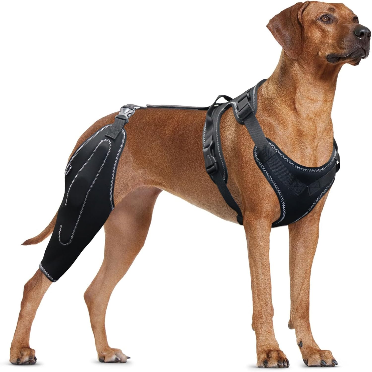 Amazon.com : LISPOO Dog Knee Brace for Torn Acl Hind Leg,Dog Leg Braces ...