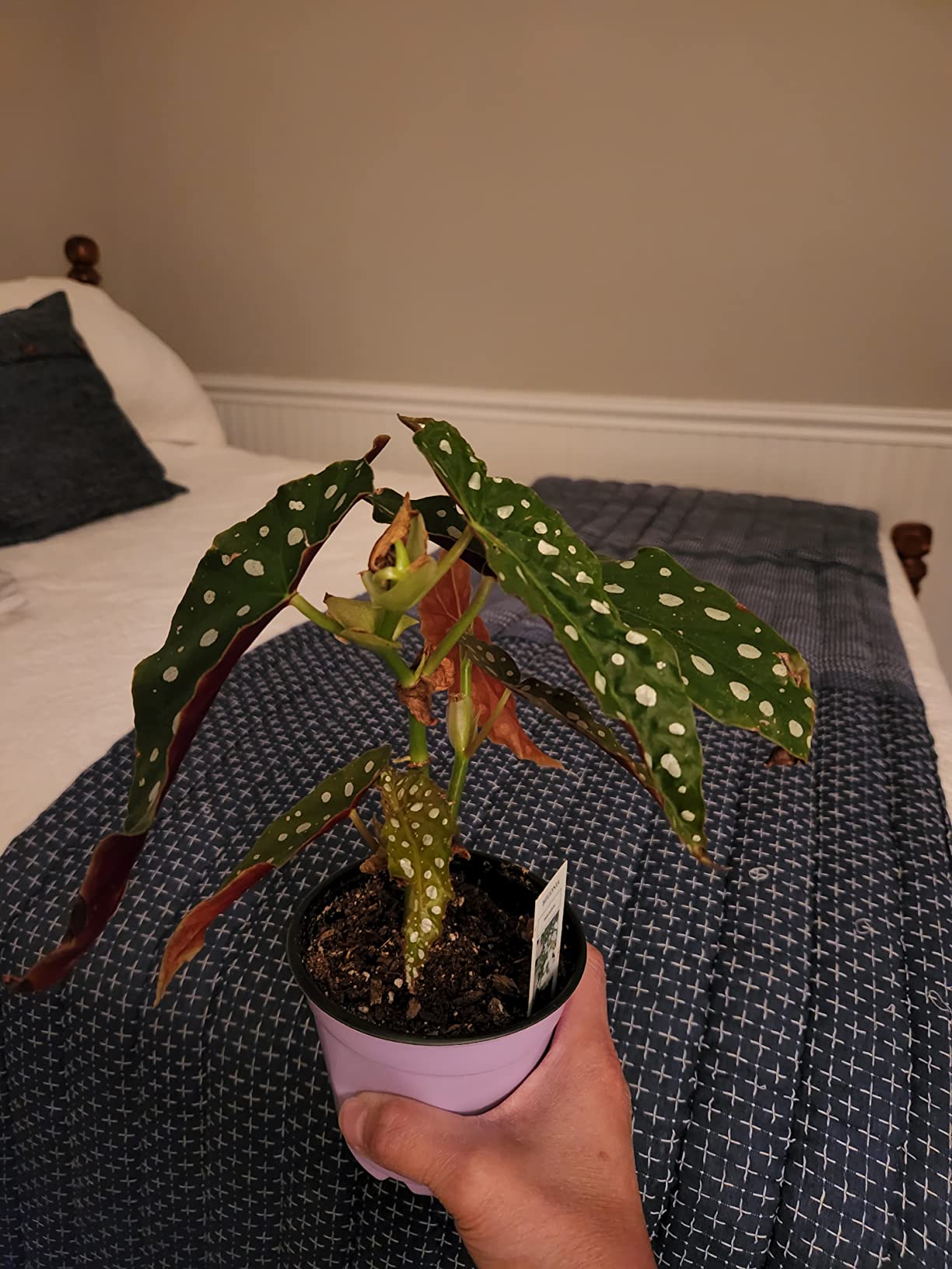 $5/mo - Finance Begonia maculata 'Wightii', Polka Dot Begonia, Clown ...
