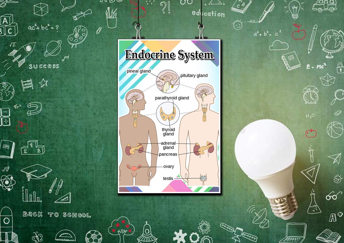 Endocrine System Quotes 5 WOW Factor Ideas To Teach The Endocrine And