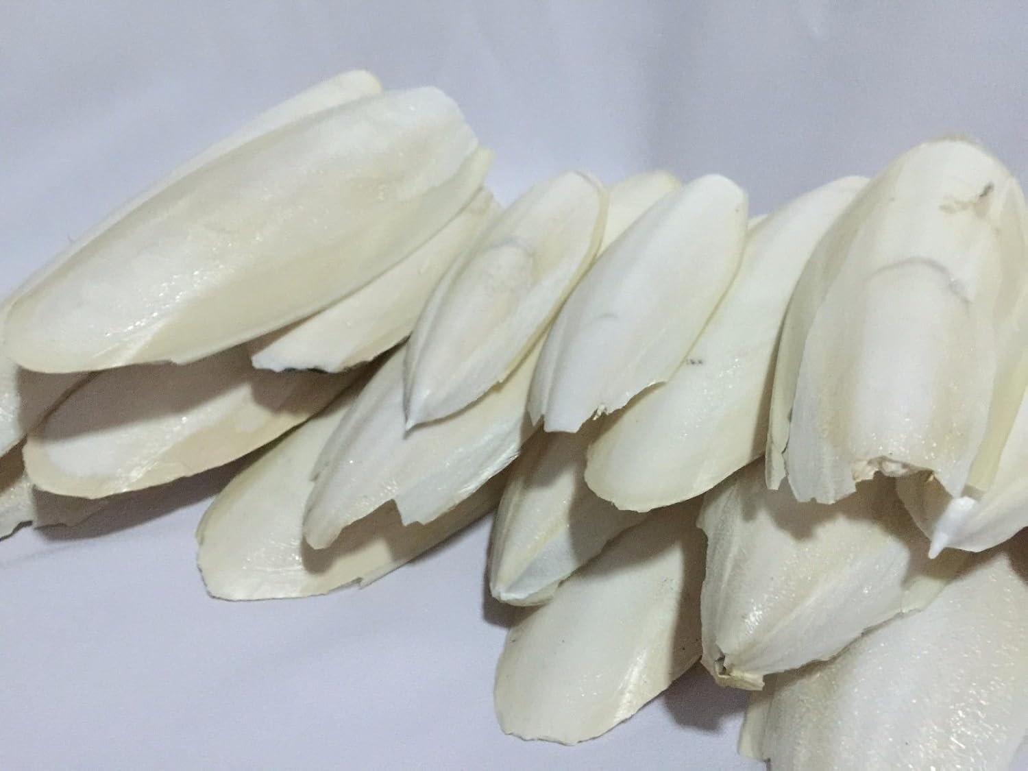 Amazon.com : 500G Cuttlefish Bone Natural Calcium For Pet Birds ...
