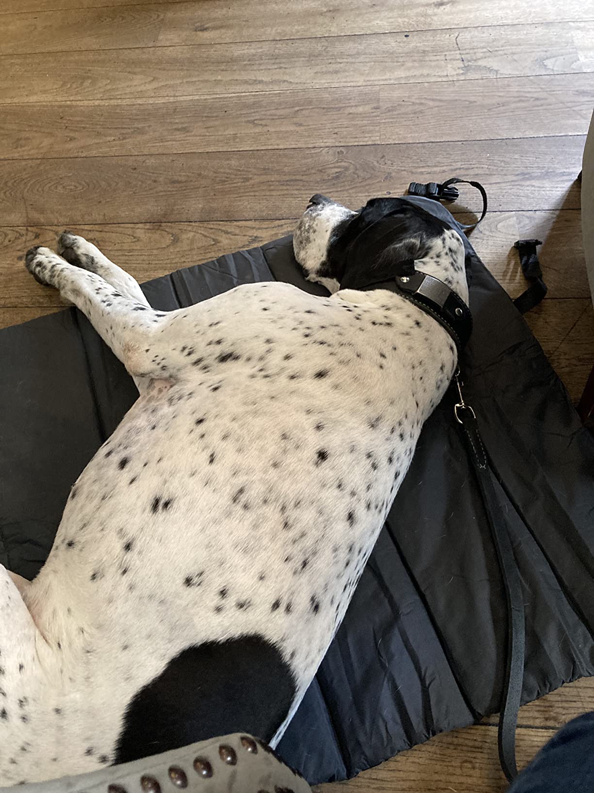 A WOOF LIFE Portable Travel Dog Bed. Compact and Lightweight Design ...