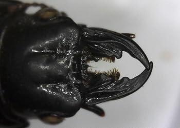 Plugable USB Digital Microscope with Flexible Arm Observation Stand ...