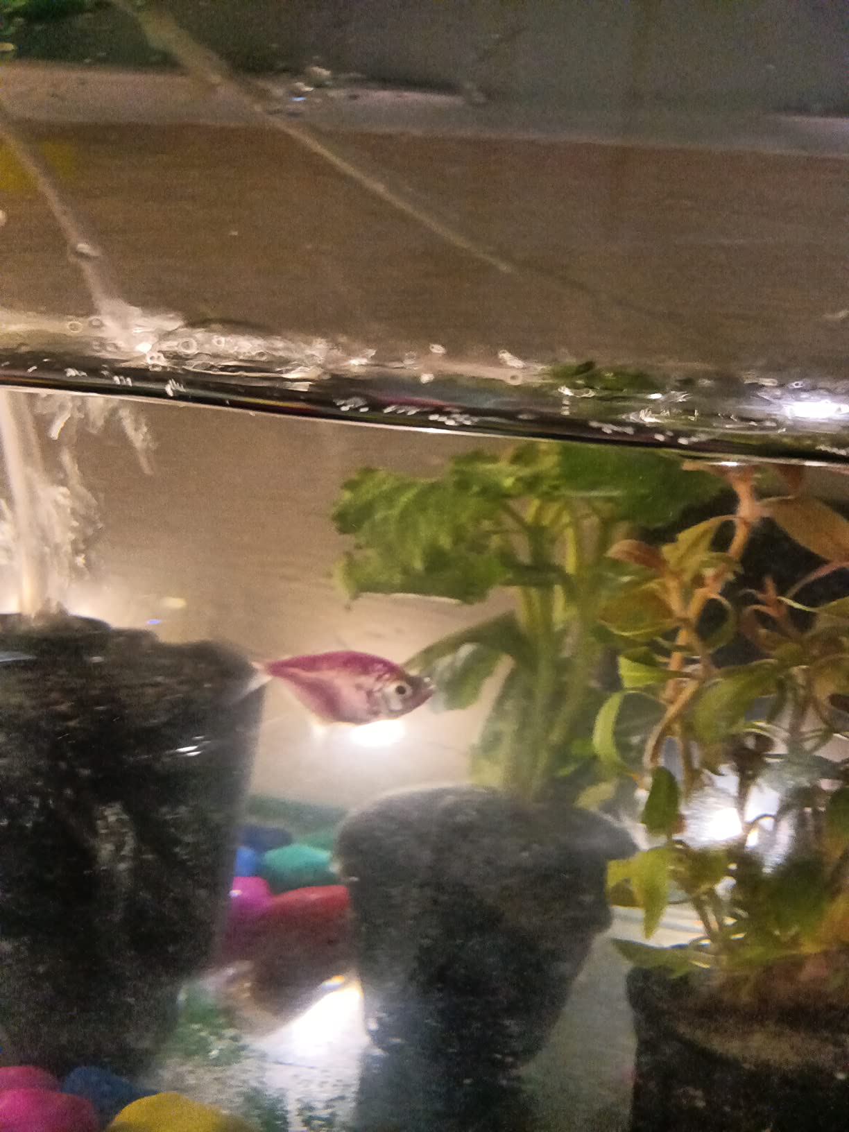 PREMIER PLANTS Ambulia (Limnophila indica Live Aquarium plant : Amazon ...