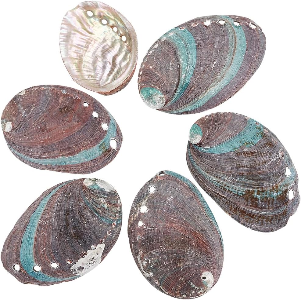 Amazon.com: PH PandaHall 6pcs Natural Green Abalone Shells 1.8~3.2 ...