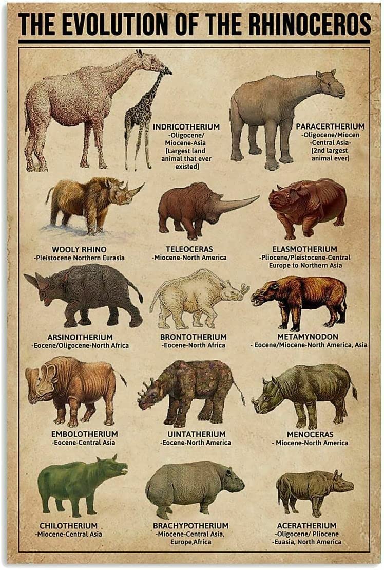 Rhino Evolutionary Tree