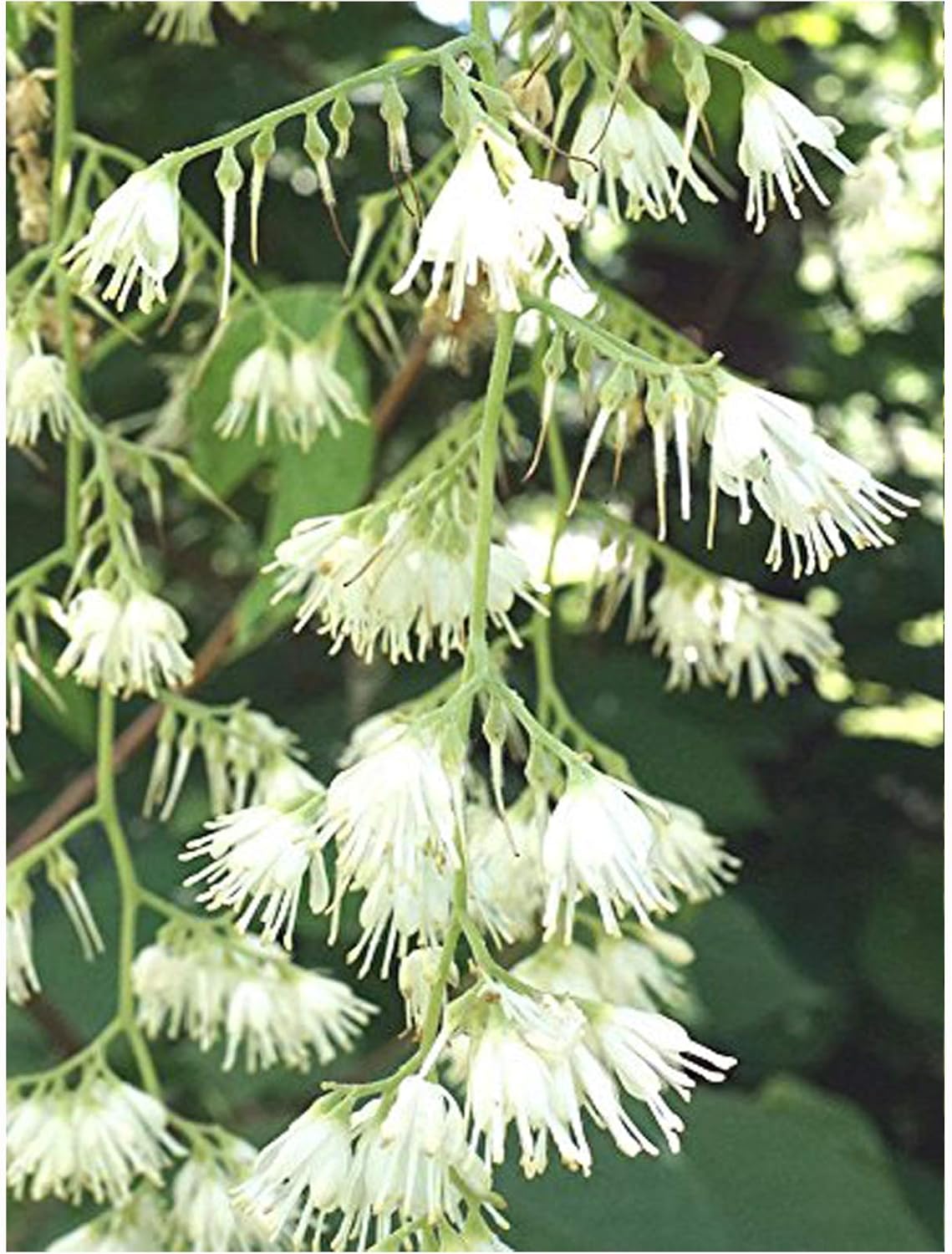 Fragrant, Flowering, Small Tree, Epaulette Tree, PTEROSTYRAX CORYMBOSA ...