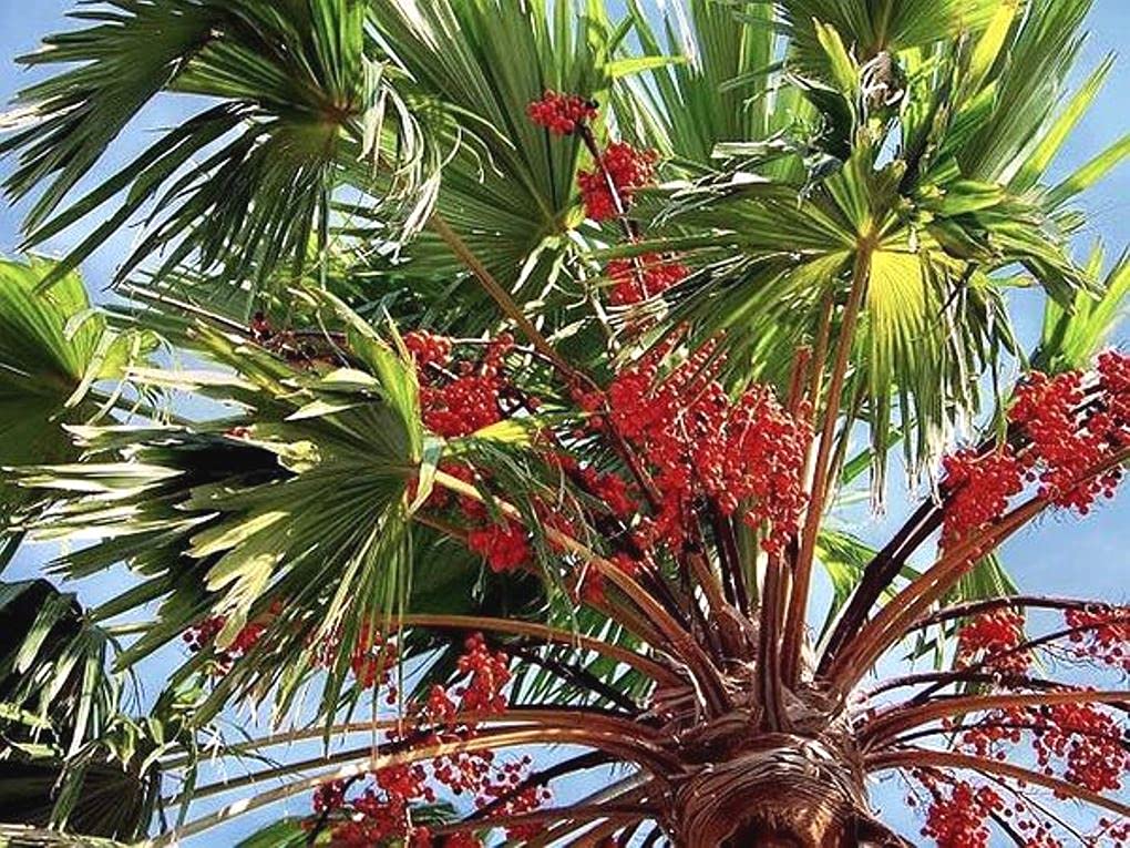 Plantzoin Footstool palm Saribus rotundifolius Live Plant : Amazon.in ...