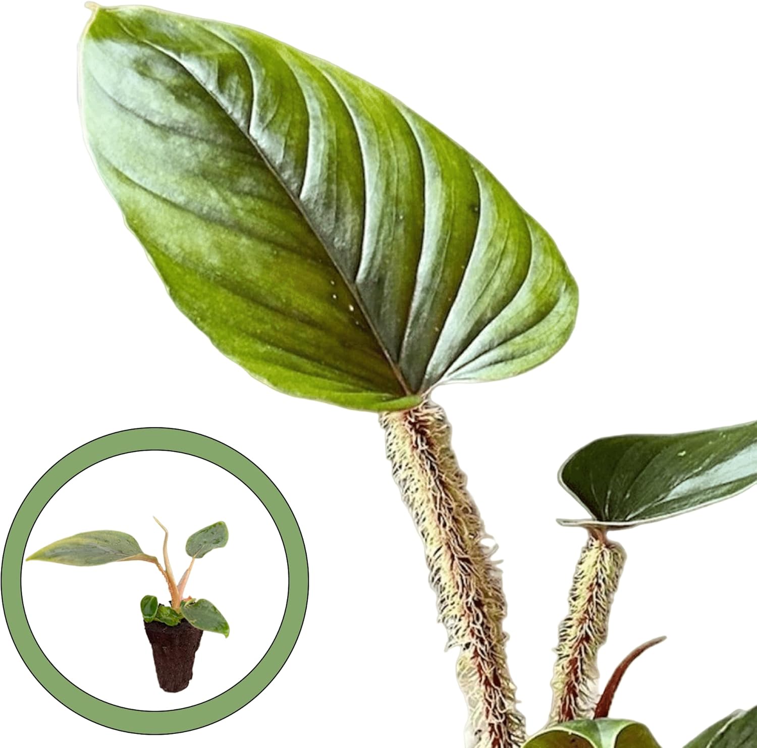 Amazon.com : Philodendron Serpens Starter Plant : Patio, Lawn & Garden