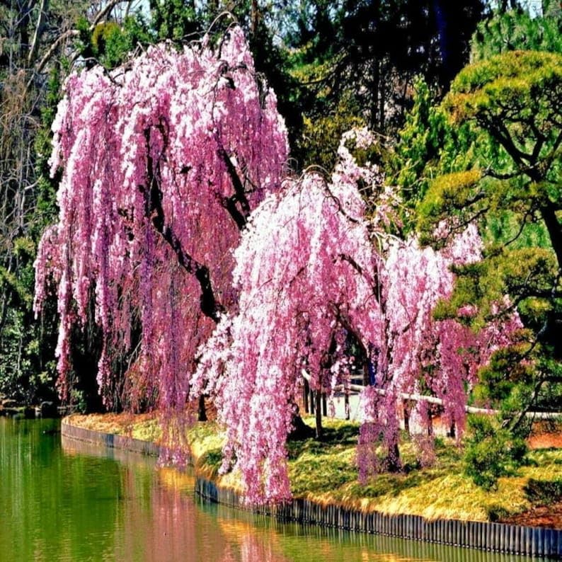 Amazon.com : Pink Weeping Cherry Tree, Yoshino Flowering Cherry, Live ...