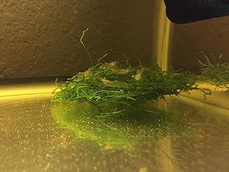 Amazon.com: Java Moss Live Plant for Aquarium - 3x3 Inch : Pet Supplies