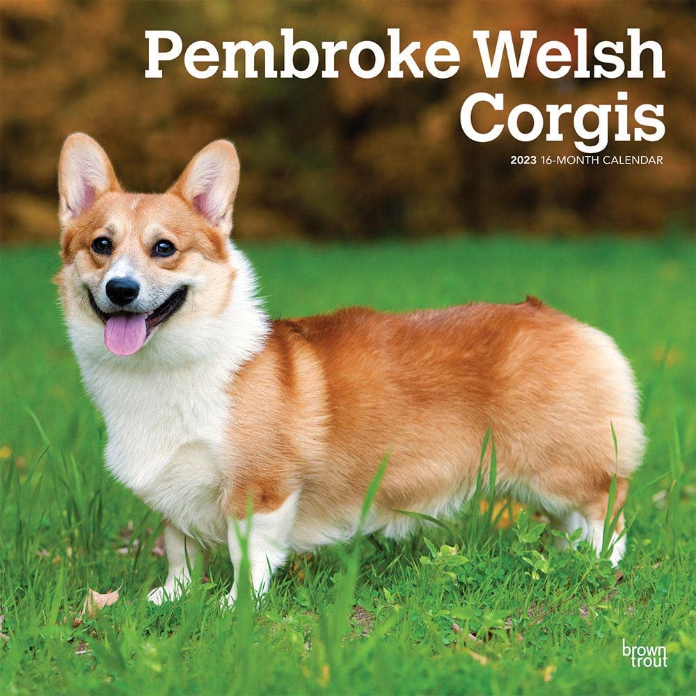 Pembroke Welsh Corgis | 2023 12 x 24 Inch Monthly Square Wall Calendar ...