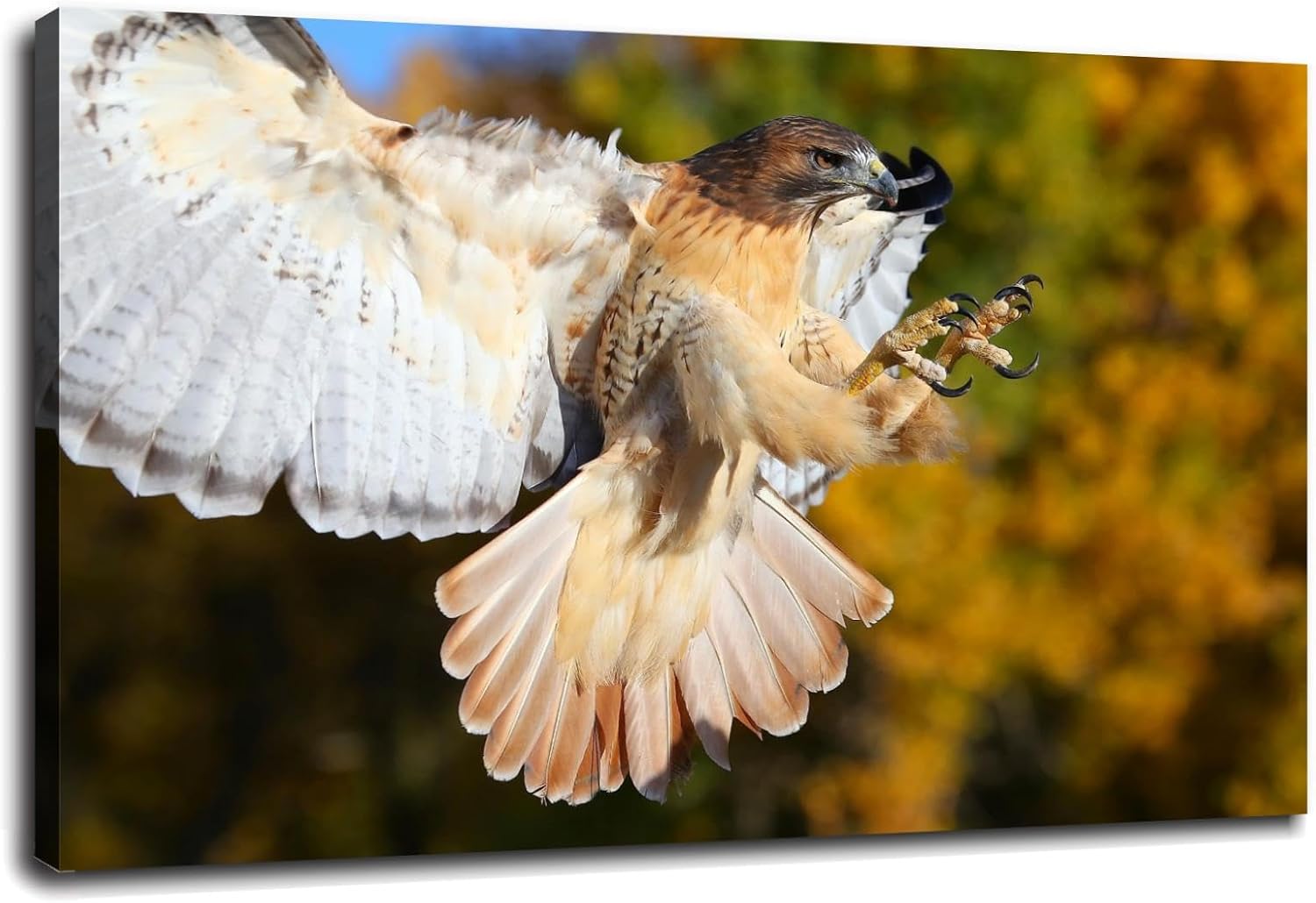 Amazon.com: RED TAILED HAWK GLOSSY POSTER PICTURE PHOTO BANNER Birds Of ...