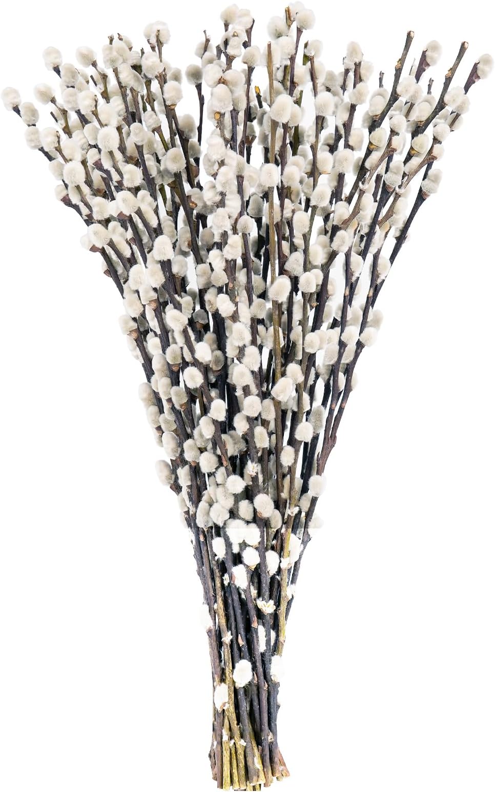 Amazon.com: Lanmik 40 Stems 17.5 Inches 100% Real Natural Dried Pussy ...