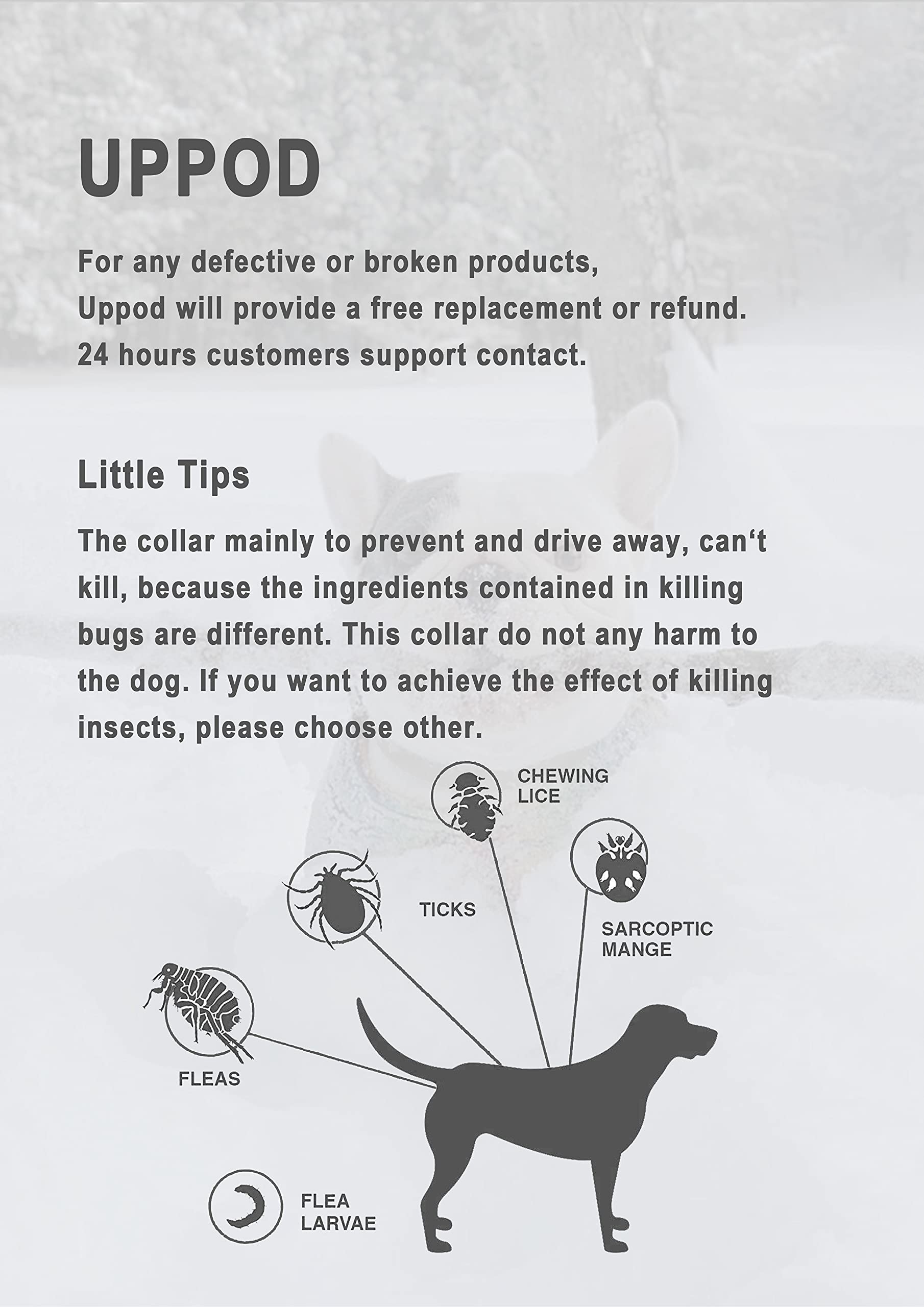 Can Dogs Get 24 Hour Bugs