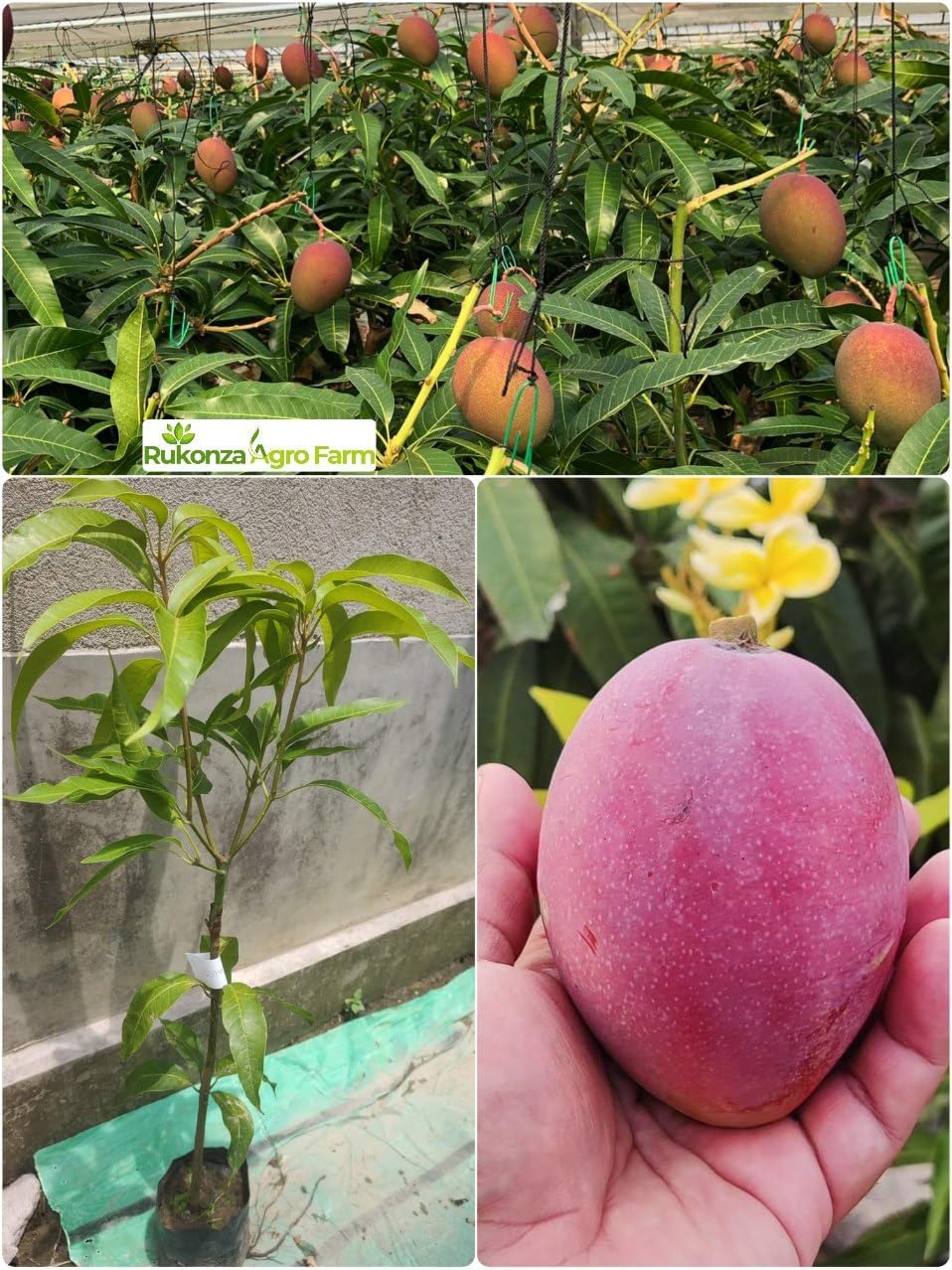 Native Earth Miyazaki Mango Plant Orginal - Combo Pack Of 2 Grafted ...