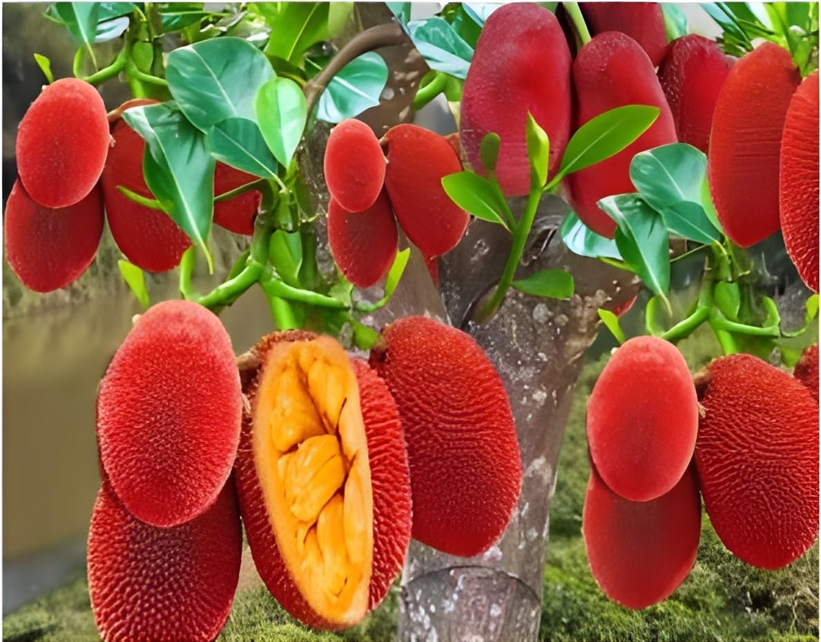 Oxiflora Rare Red Flesh Jack fruit"thailand grafted red jackfruit plant ...