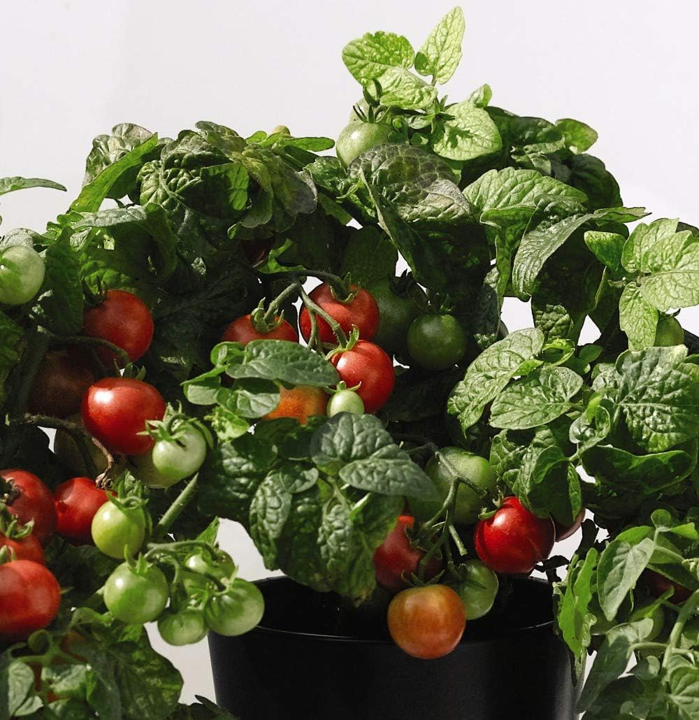 Tomato 'Balconi Red' : Amazon.co.uk: Garden