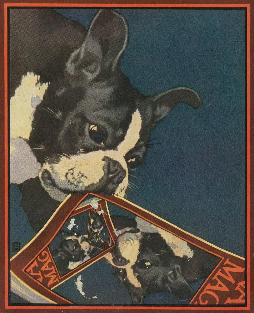 Amazon.com: Nature Magazine - Boston Terrier Tearing up Magazine with ...
