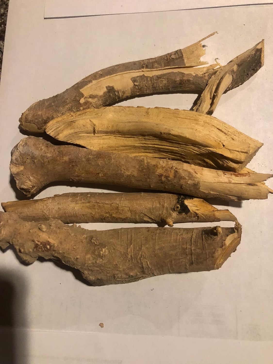 Amazon.com: 10 Miracle Stick/Egbo oshunshun/Carpolobia/Angalaga ...