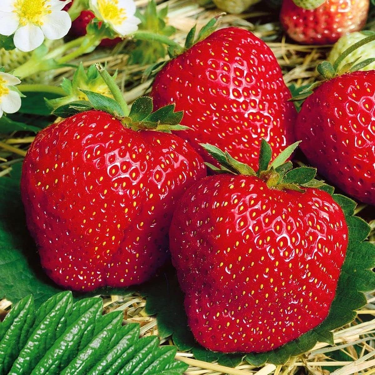 Amazon.com : KIRA SEEDS - Seeds Strawberry Renaissance - Everbearing ...