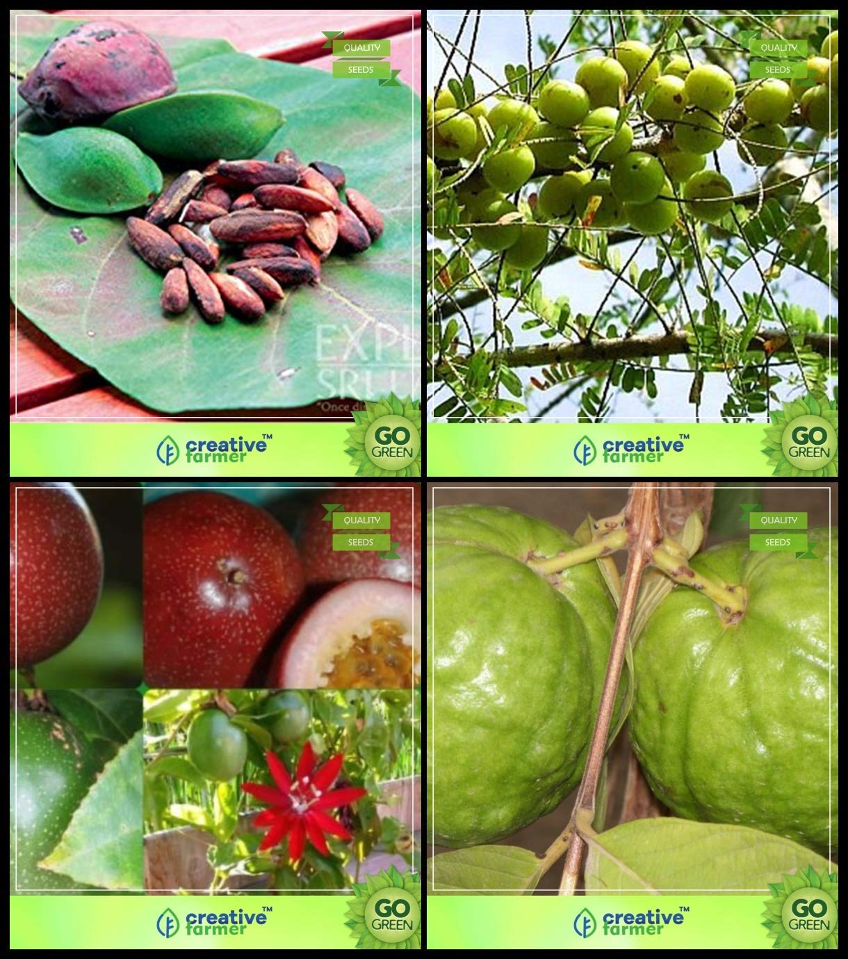 OhhSome All Climate Combo Tree Seeds : Malabar-Almond, Embilcaa- Nelli ...