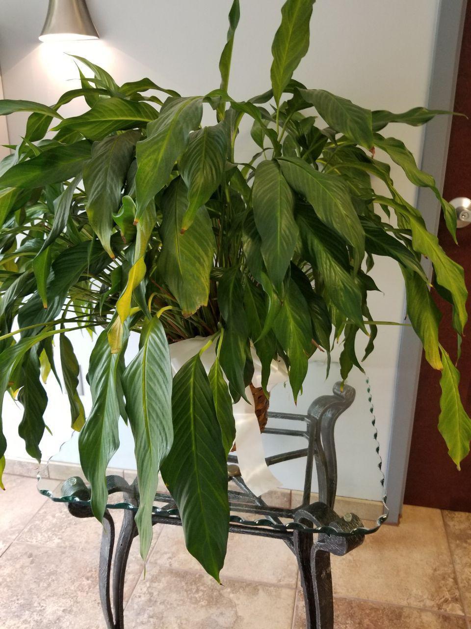 Amazon.com: Plant Keeper Plant Treatment - Protects Potted Plants While ...