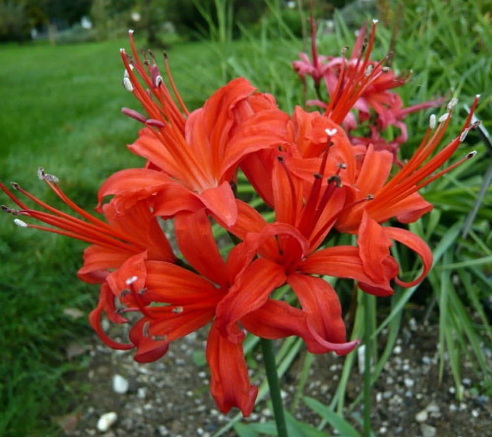 Amazon.com : Red Japanese Spider Lily - Nerine sarsiensis - 2 Bulbs ...