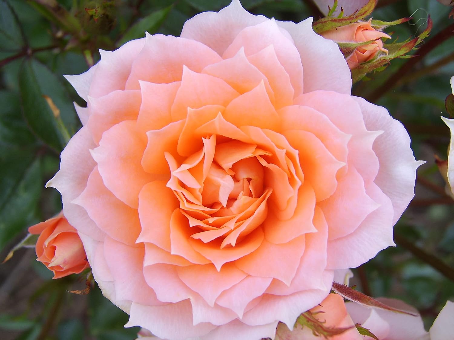 'Flower Power' - Patio Rose - Clusters of Orange and Peach Blooms ...