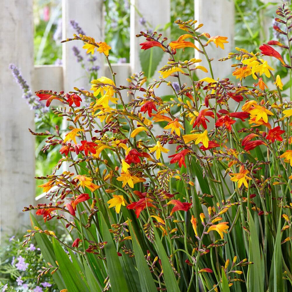 Amazon.com : Yunaksea Crocosmia Bulbs Mixed Flowering Crocosmia Bulbs ...