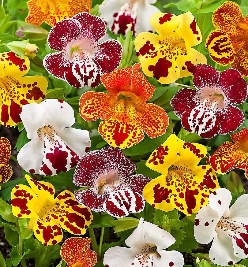 Mimulus - How to grow & care