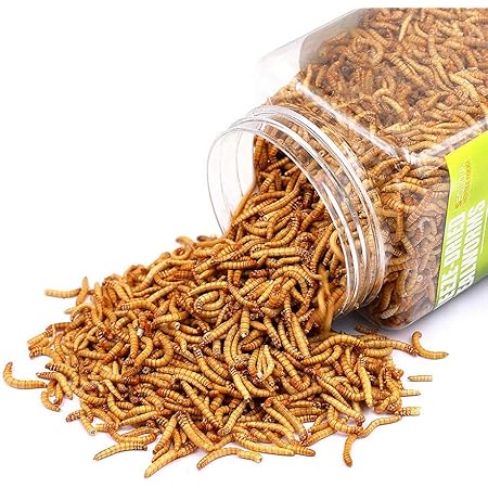 Amazon.com : Tasty Freeze Dried Mealworms Reptile Worms Food for ...