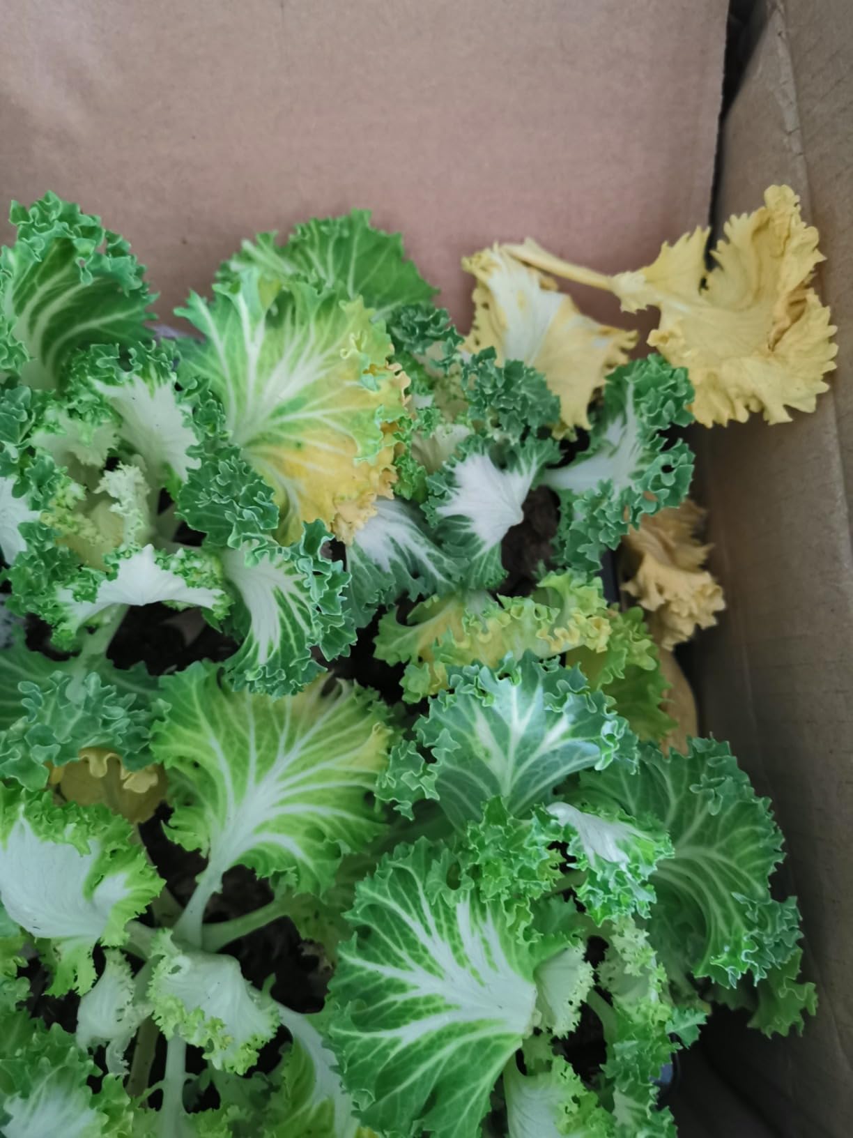 Ornamental Cabbage White Pigeon - Pack of 4 Plants – Decorative Cabbage ...