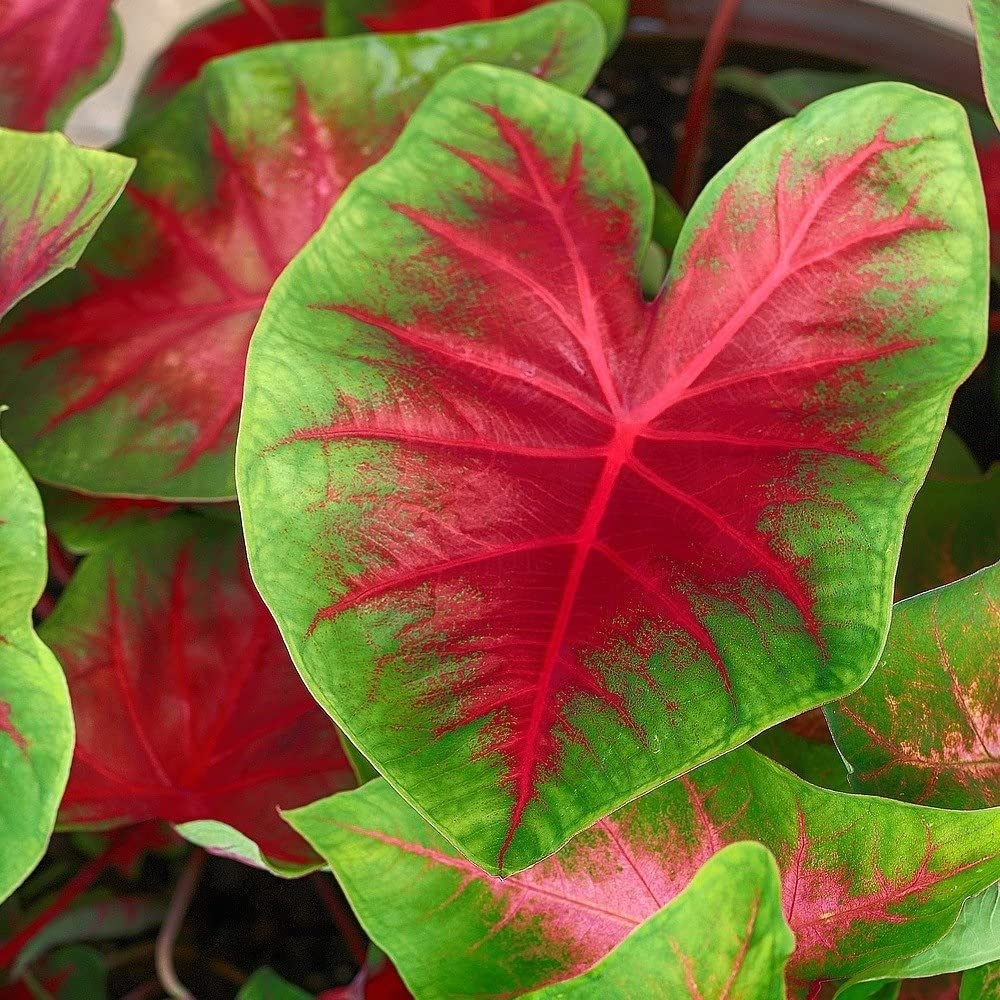 Caladium Red Ruffle Plant : Amazon.in: Garden & Outdoors