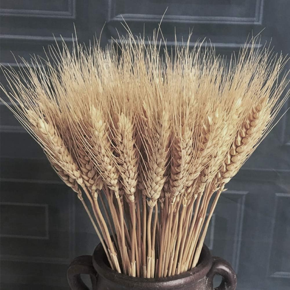 Dried Wheat Bunch : Amazon.co.uk: Home & Kitchen