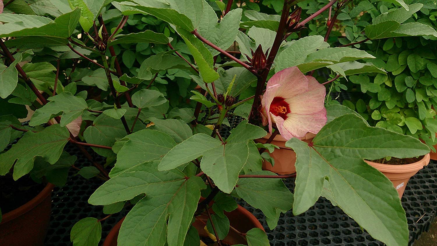 CooPany® Red Kenaf/red Ambada/red Gongura Seeds 250 Seeds : Amazon.in ...