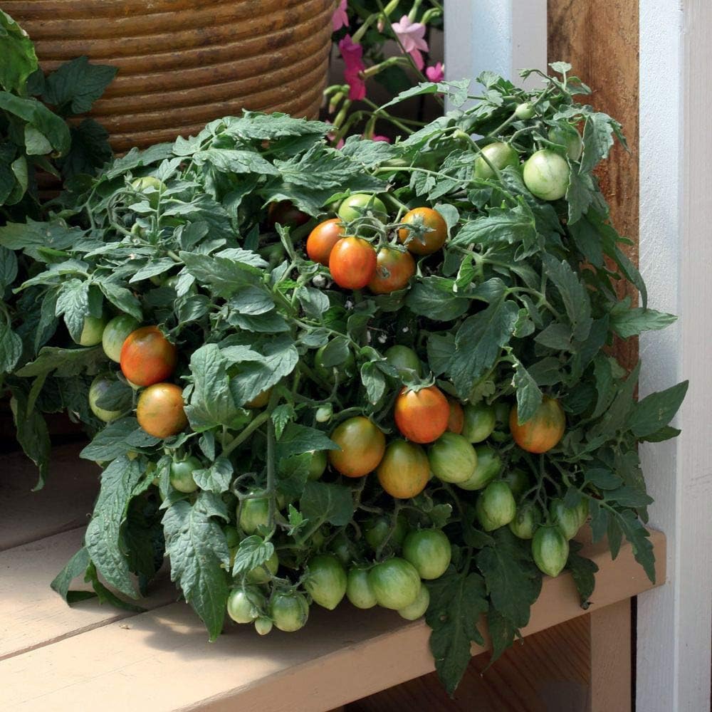 Amazon.com : Tumbling Tiger Micro-Dwarf Hanging Basket Tomato Premium ...