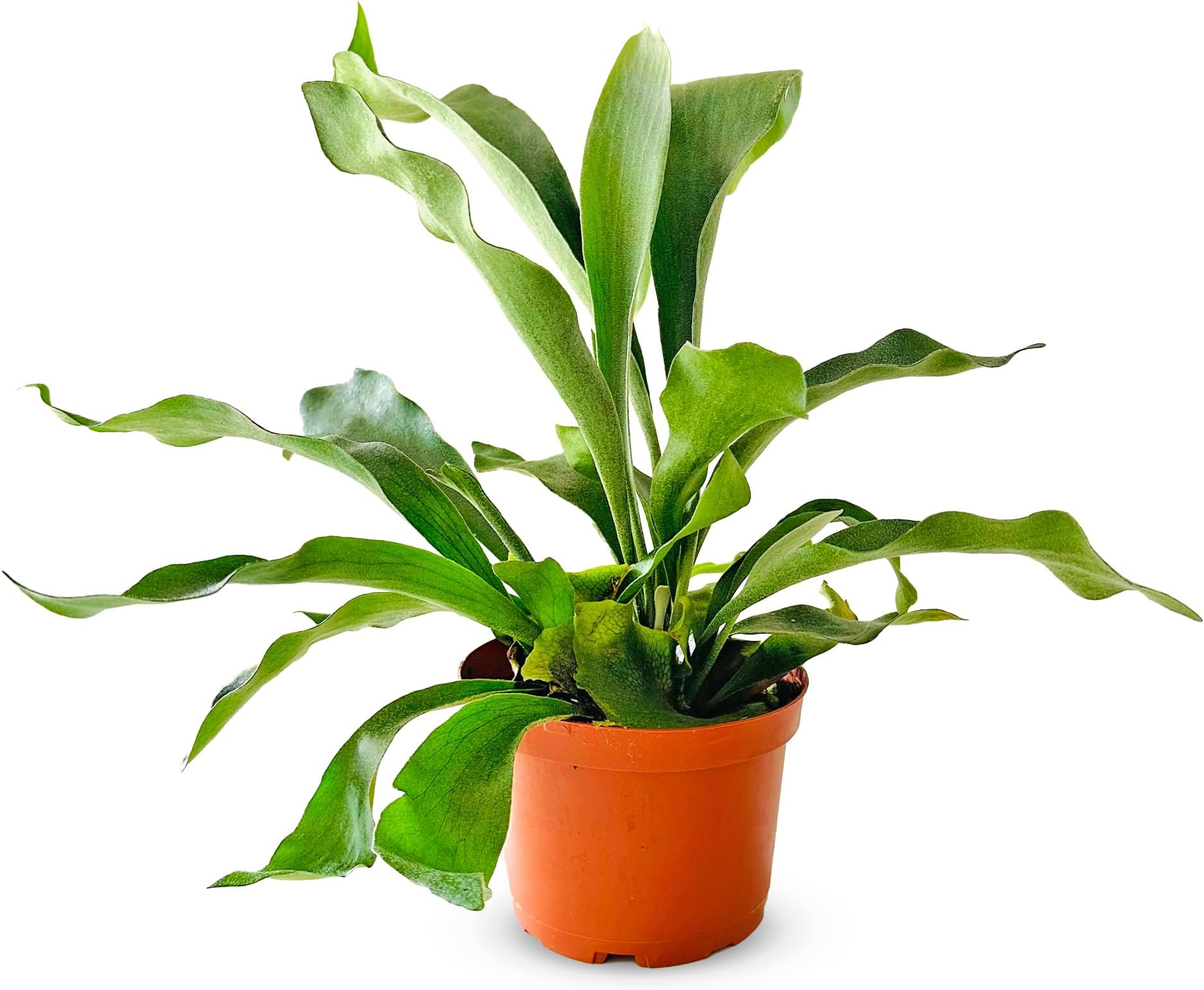 Amazon.com : Staghorn Fern Mounted - EXOTIC - Great Houseplant - 8 ...