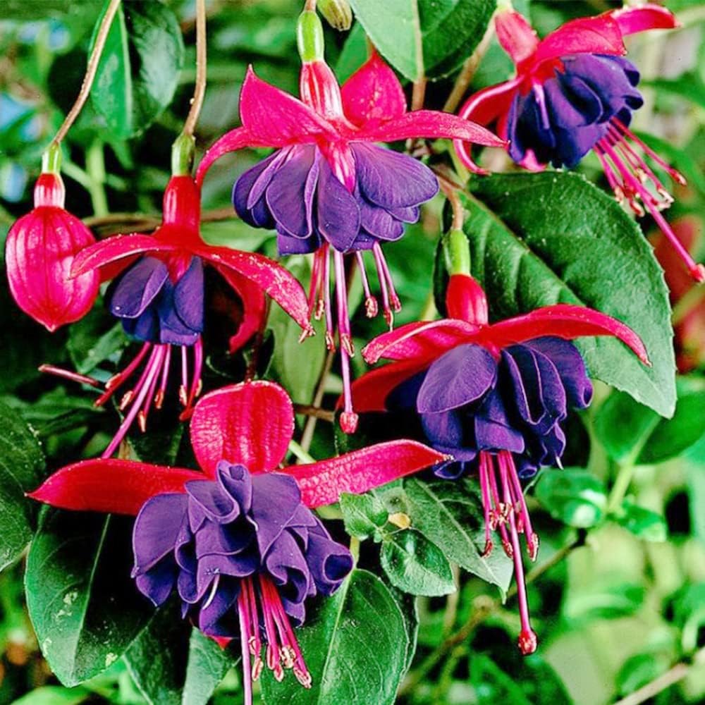 Amazon.com : QAUZUY GARDEN 100 Purple Red Fuchsia Seeds for Planting ...