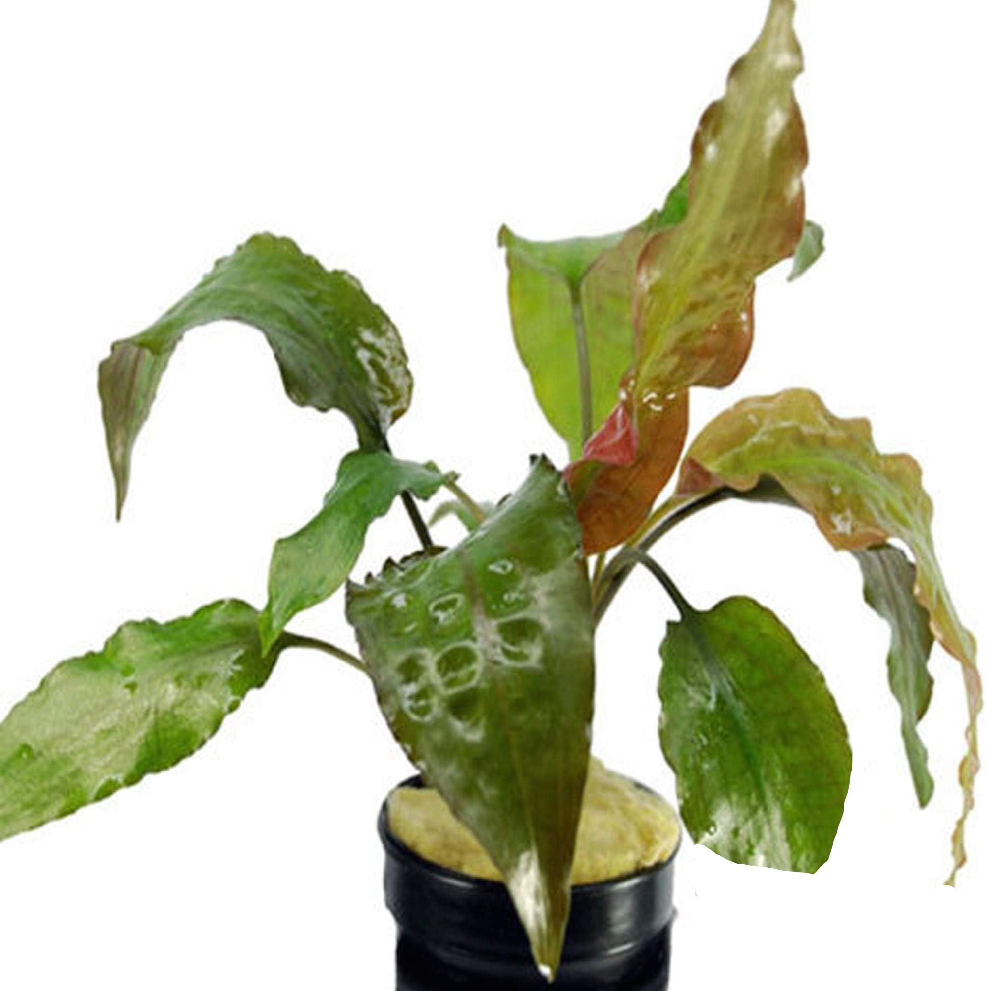 Amazon.com: Dwarf Water Lettuce (Pistia stratiotes) Live Aquarium Plant ...