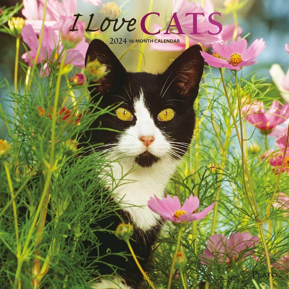 Browntrout Black Cats 2024 Wall Calendar Office Products