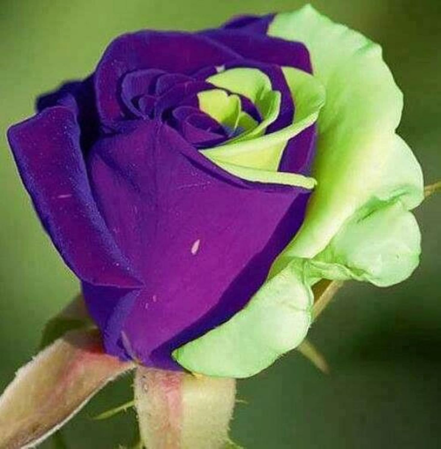Amazon.com : CHUXAY GARDEN Violet Green Roses Rose Bush Seed 200 Seeds ...