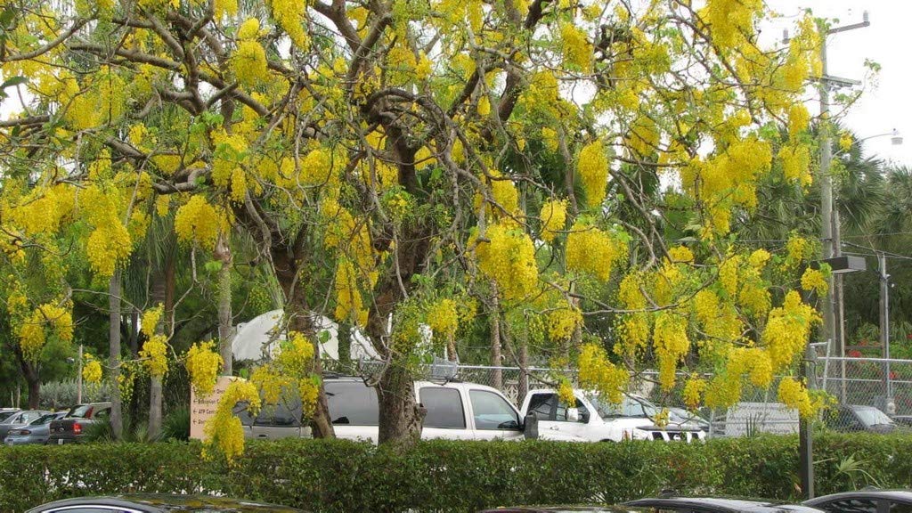 Buy Creative Farmer Garden Rare Cassia Fistula, Golden Shower Tree Kanikkonna Ornamental ...
