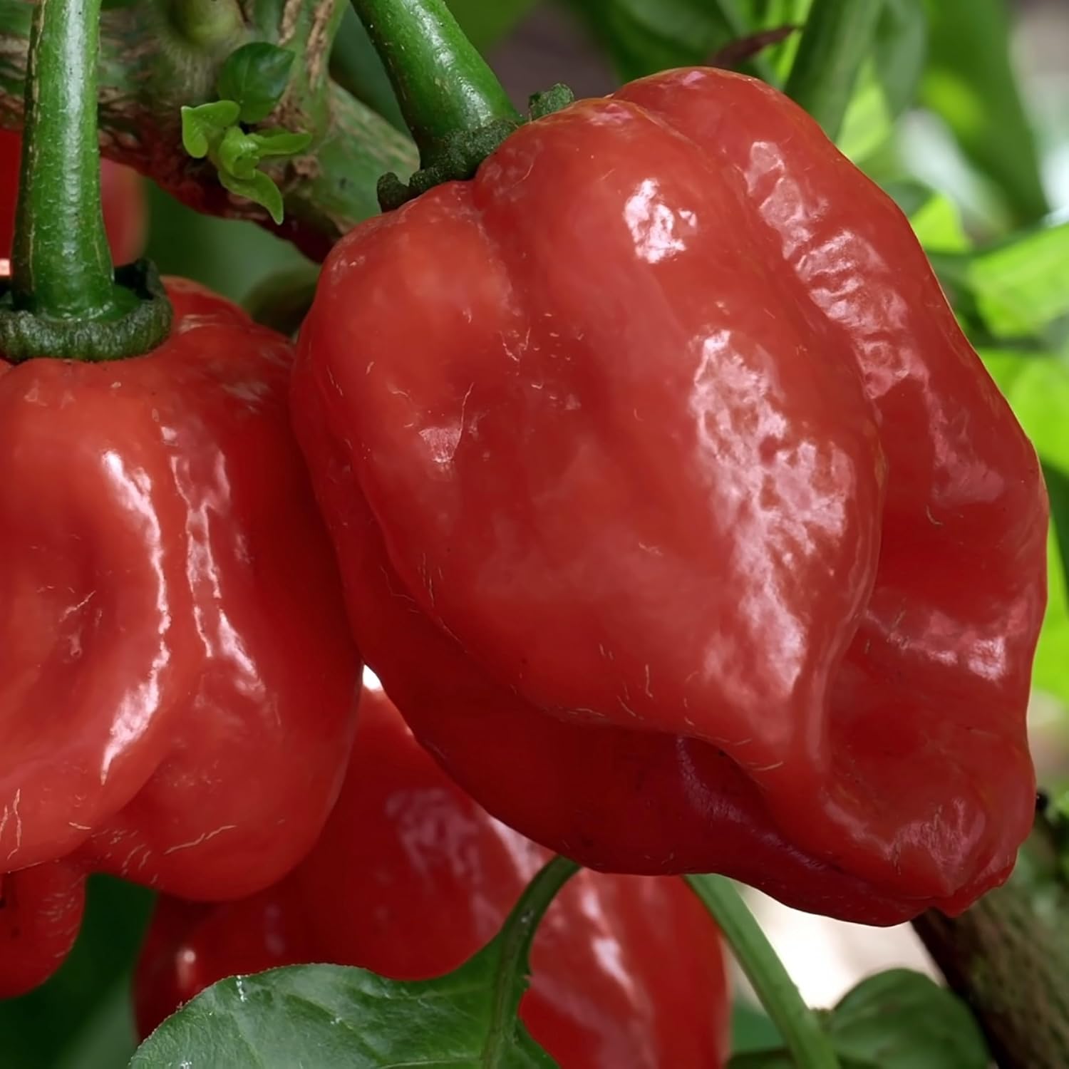 PREMIER SEEDS DIRECT - HOT Chilli Pepper Seeds - NUMEX Suave RED - 40 ...