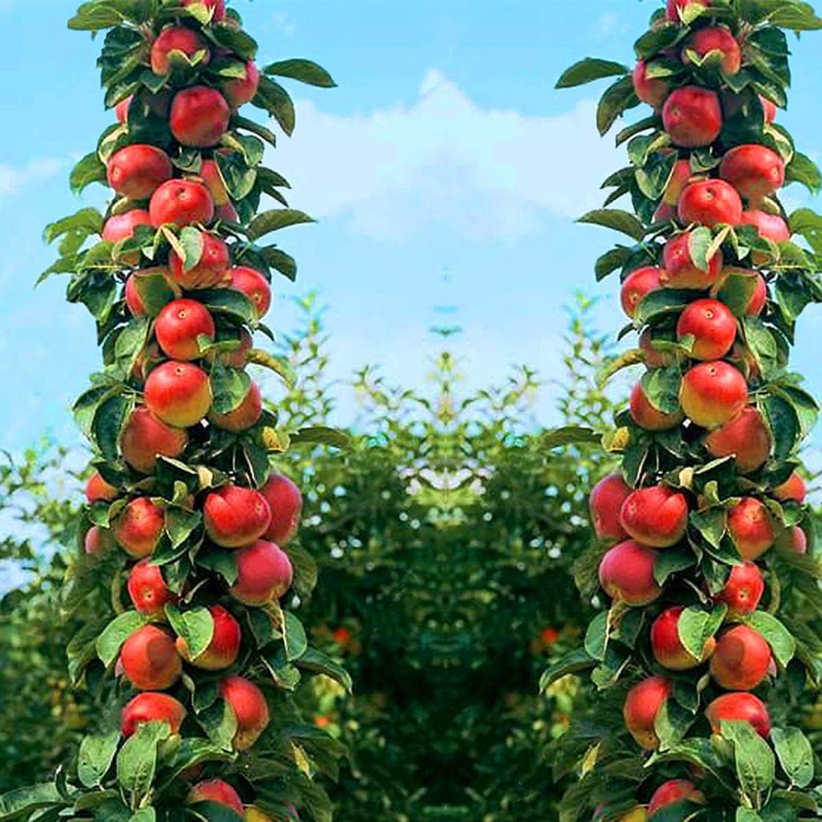 Amazon.com : (Apple Tree Plant for Planting) Simple to Grow ...