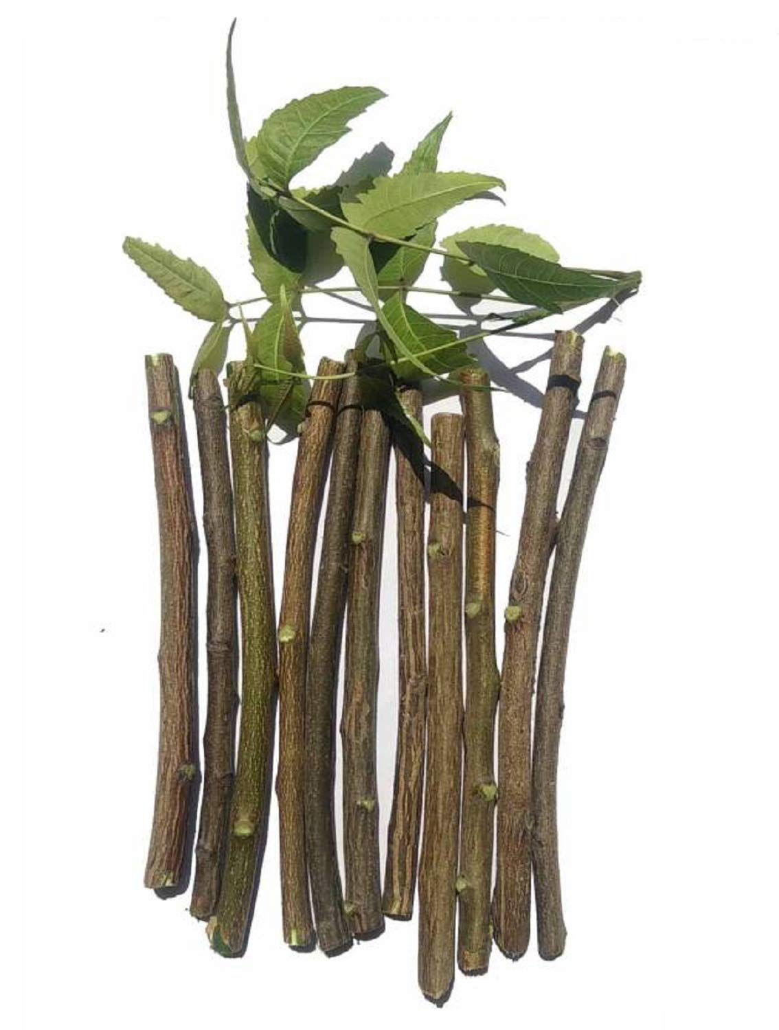 Natural Neem Chew Sticks/Tree Datun Twigs Organic Manual Toothbrush for ...