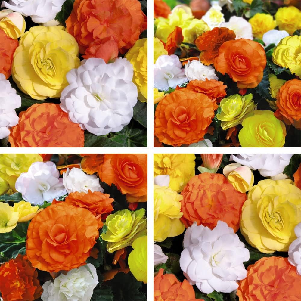 Begonia Non Stop Citrus Mix Garden Plant Half-Hardy Perennial Flowering ...