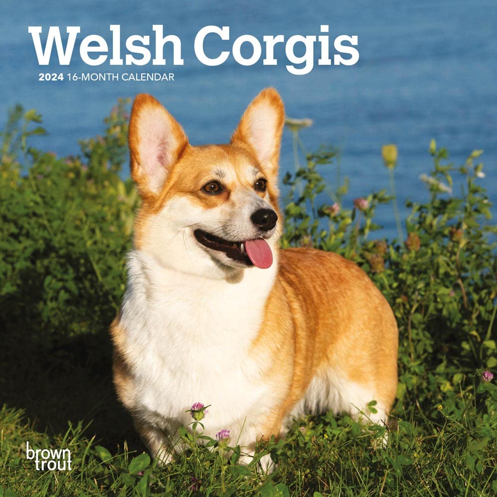 Welsh Corgis 2024 Mini 7x7 : Amazon.in